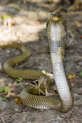Smile Like You Mean It!: Meet the Equatorial Spitting Cobra