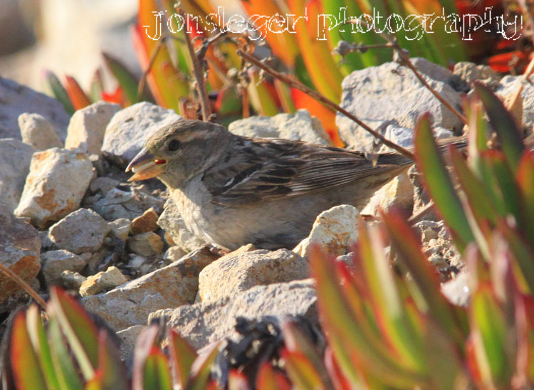 Northern Illinois Birder: Eurasian Collared Dove, Ventura California ...