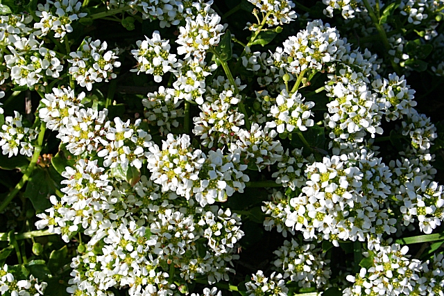 Las plantas y sus usos: Coclearia o hierba de las cucharas