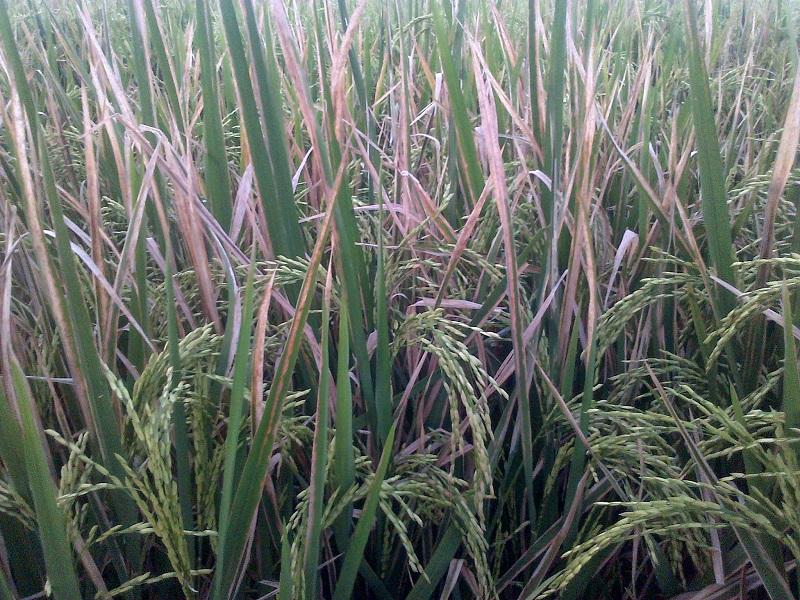 Oyie Penyuluh Pertanian: PENGENDALIAN PENYAKIT KRESEK DAN HAWAR DAUN ...