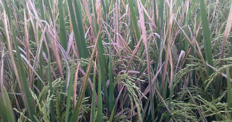 Oyie Penyuluh Pertanian: PENGENDALIAN PENYAKIT KRESEK DAN HAWAR DAUN ...