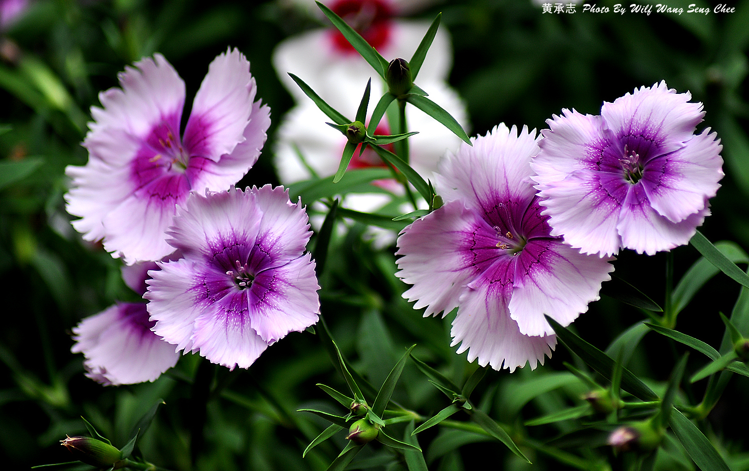 Torino In My eyes: Exhibition of the 15° CinemAmbiente festival