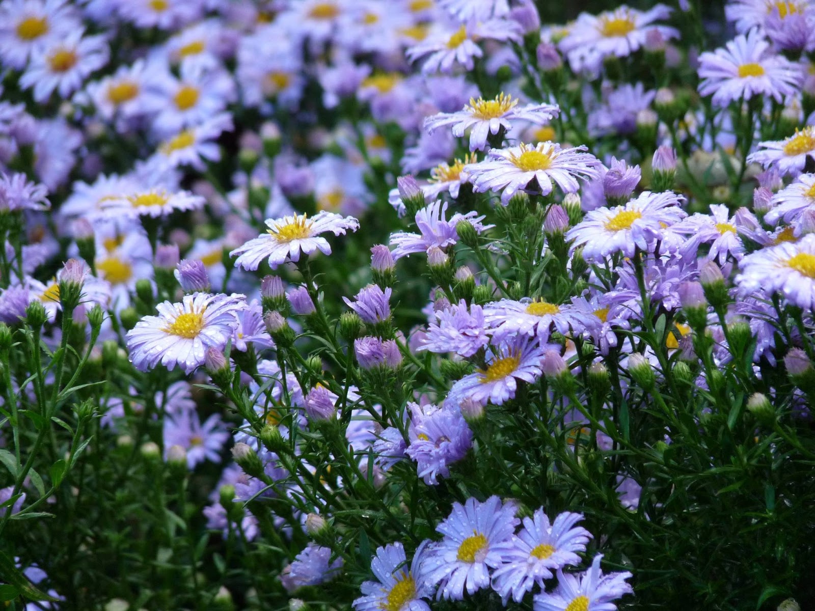 Promesse de roses: Une renaissance : la roseraie de Morailles (45)