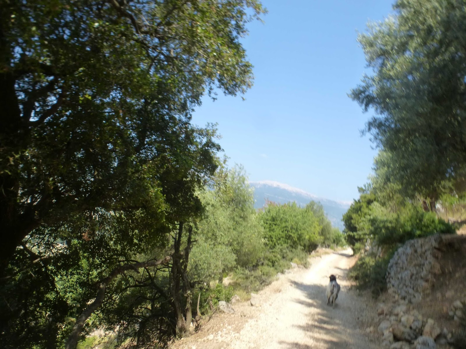 ΔΑΜΟΥΛΙΑΝΑΤΑ: ΜΟΥΖΑΚΑΤΑ ΤΟ ΜΑΡΤΥΡΙΚΟ ΧΩΡΙΟ ΤΗΣ ΚΕΦΑΛΟΝΙΑΣ