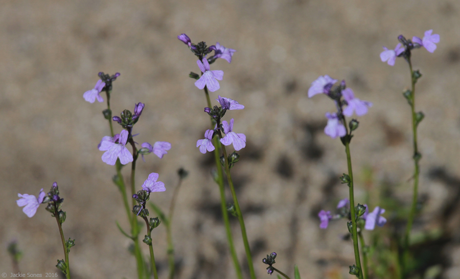 The Natural History of Bodega Head: Blue Toadflax