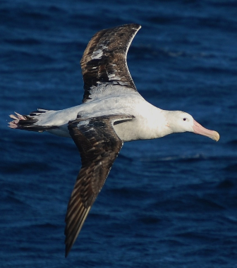 Conheça o Albatroz-gigante