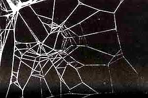 All This Is That: Spiders on drugs, spinning webs