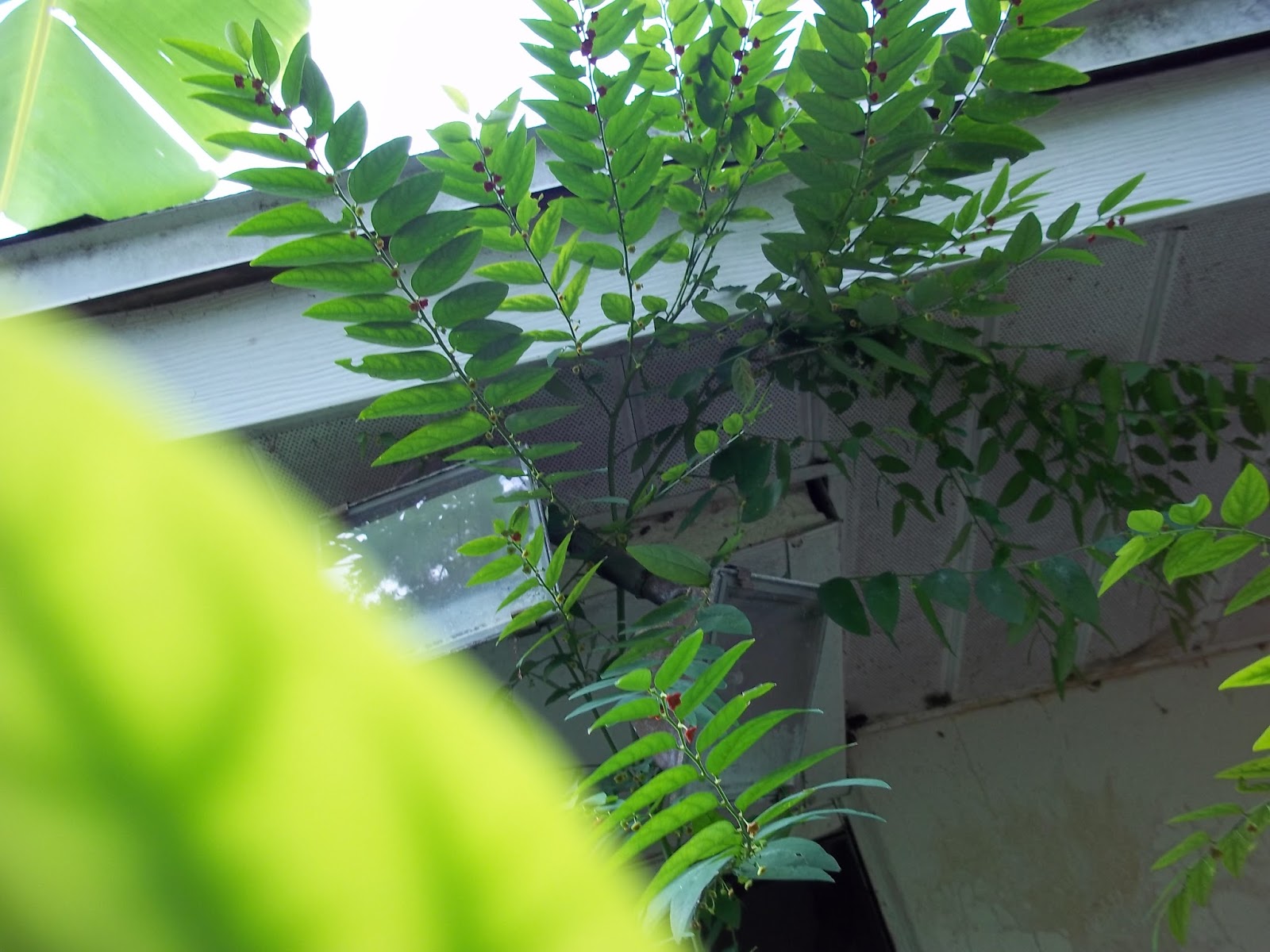 My epic garden: Katuk tree aka Sauropus androgynus