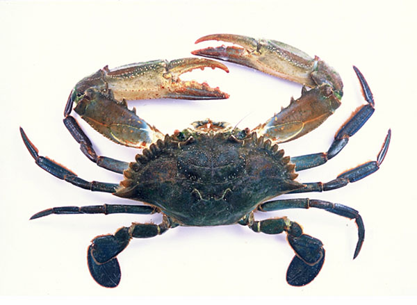 Projeto Conexão Manguezal: Gastronomia do manguezal