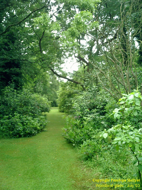 Penelope S Hellyer - Author: Woodland Glade