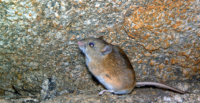 Remote Camera Trap - South Africa: Rock Rats