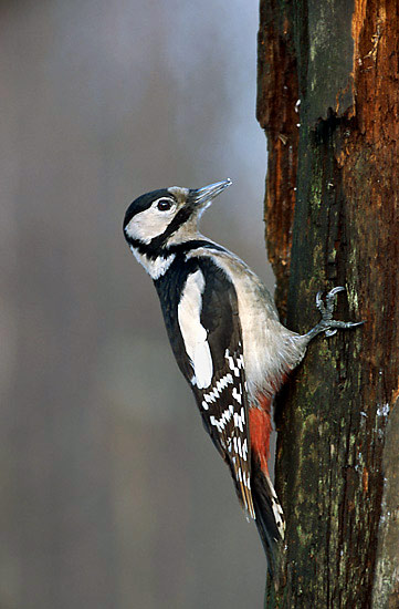 LUNACIELOAZUL: ^^^Picidae.c.^^^