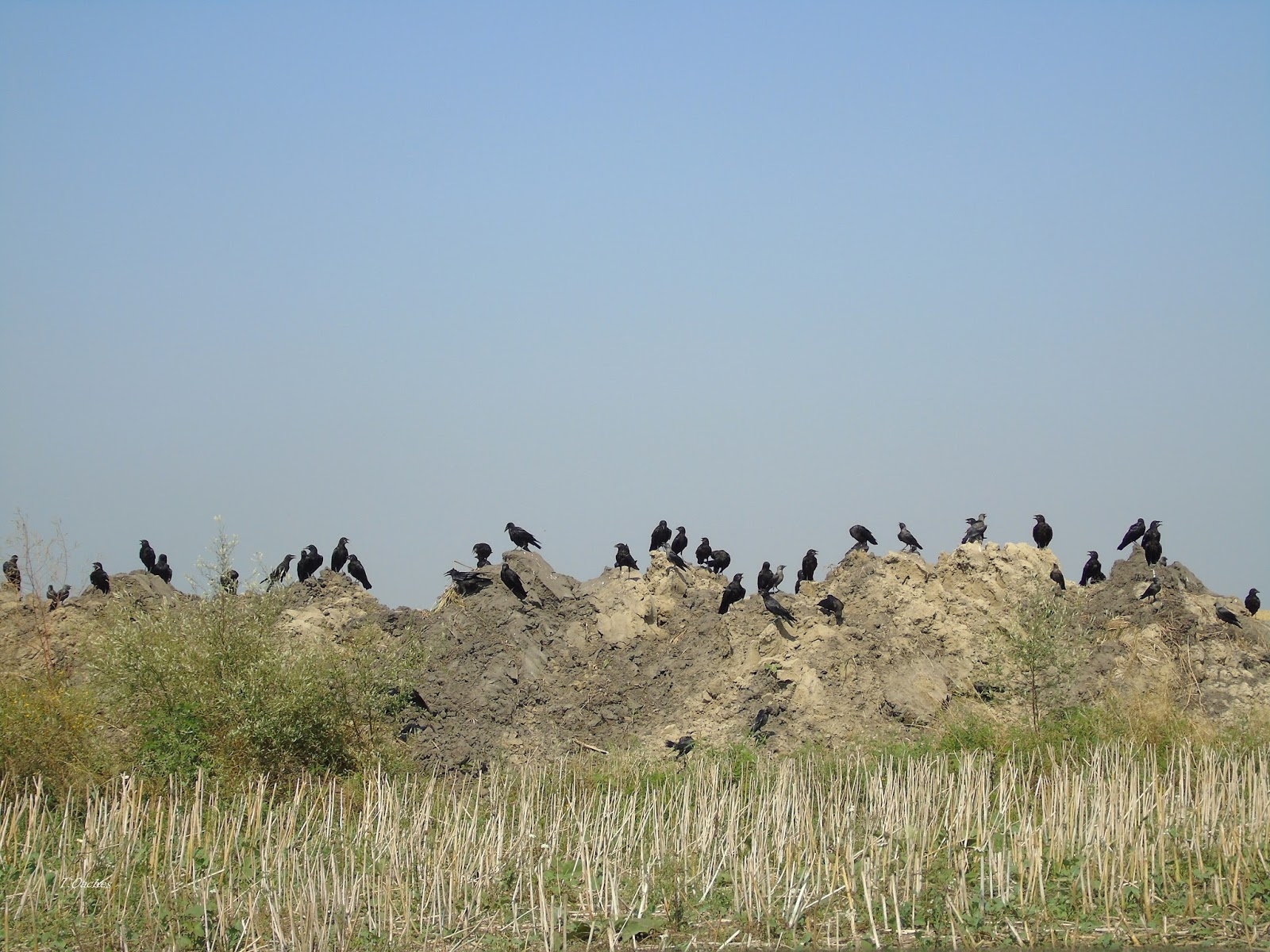 PASARI DIN ROMANIA: CIOARA DE SEMANATURA, Corvus frugilegus