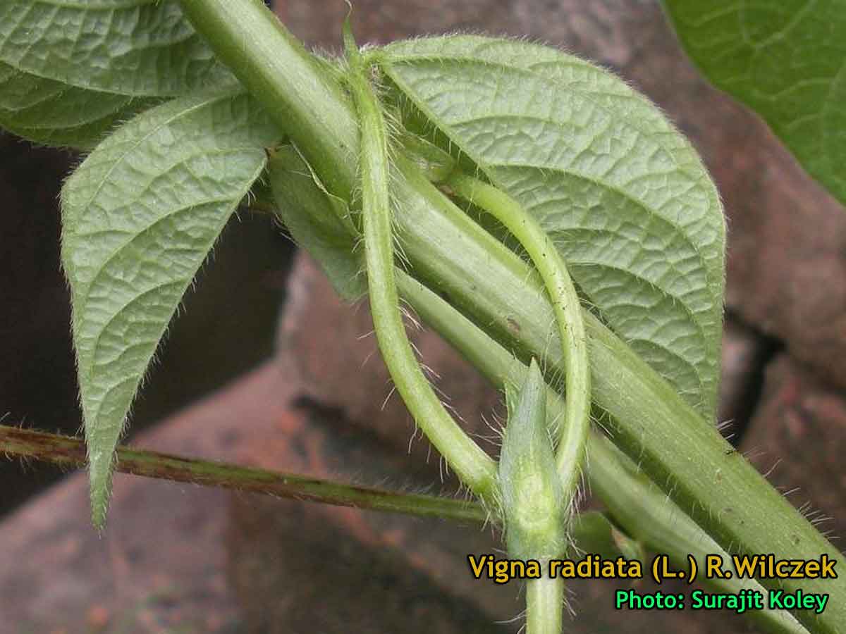 Medicinal Plants: Vigna radiata, Green gram, Mung, Pesalu, thua khieo ...
