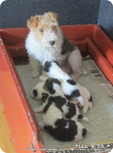 *LLL og Co.*: Hundehvalpe