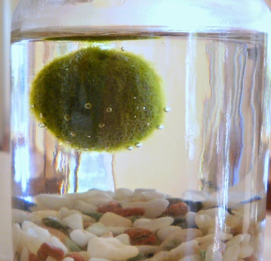 She and Me: Marimo Moss Ball
