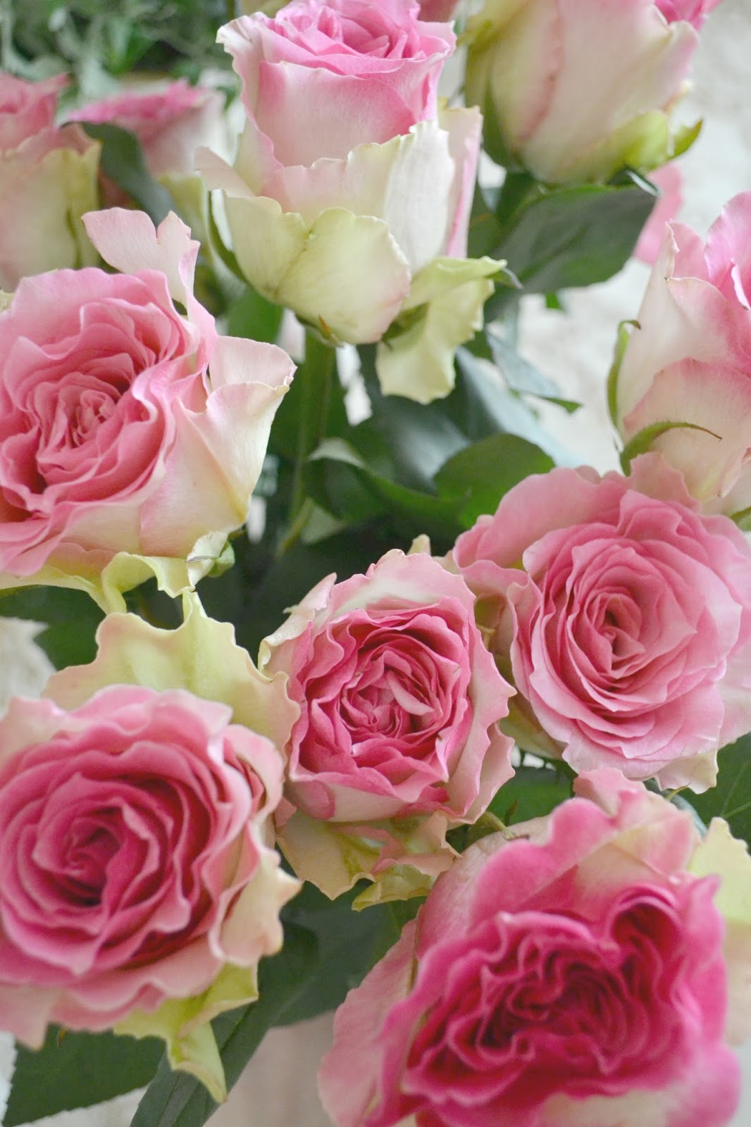 Jennelise: Pretty Pink Roses