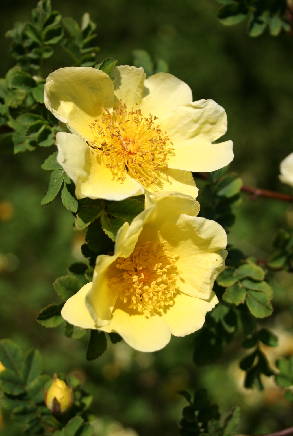 Pagus Soham: Rosa xanthina ... canary bird rose