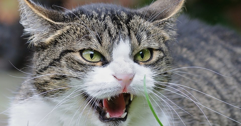 POPO PETSHOP: Penyakit Rabies Pada Kucing dan Pengobatannya