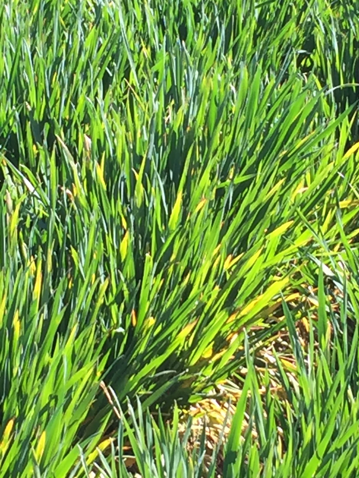 Idaho Crops & Soils: Barley Yellow Dwarf Virus in Winter Wheat, Canyon ...