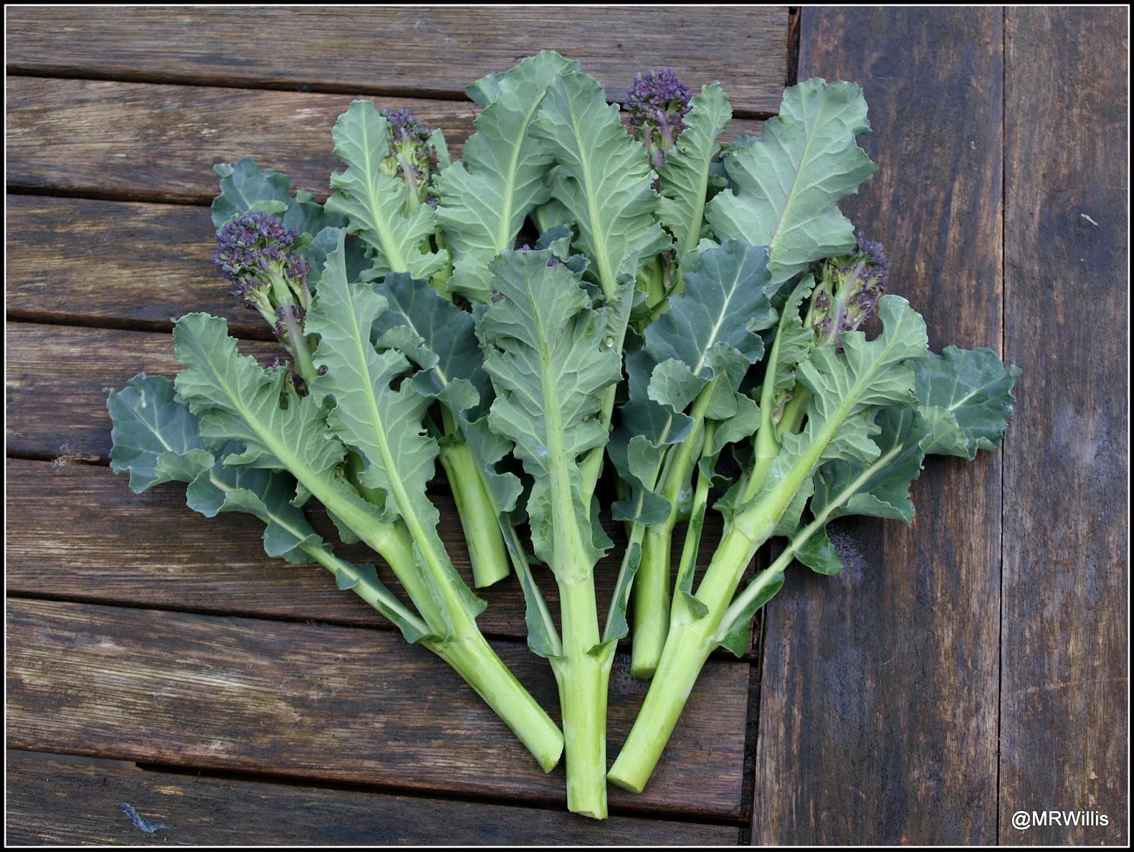 Mark's Veg Plot: Harvesting Purple Sprouting Broccoli