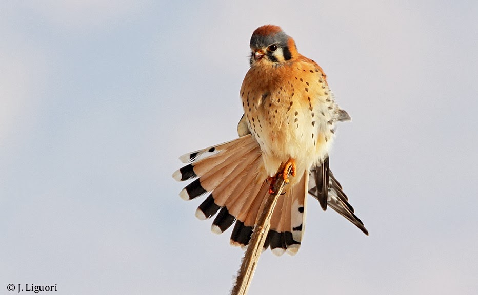Raptor Identification and Photography: Raptor Tail Patterns