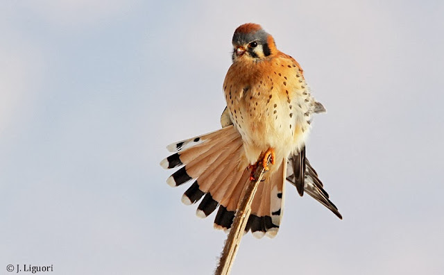 Raptor Identification and Photography: Raptor Tail Patterns
