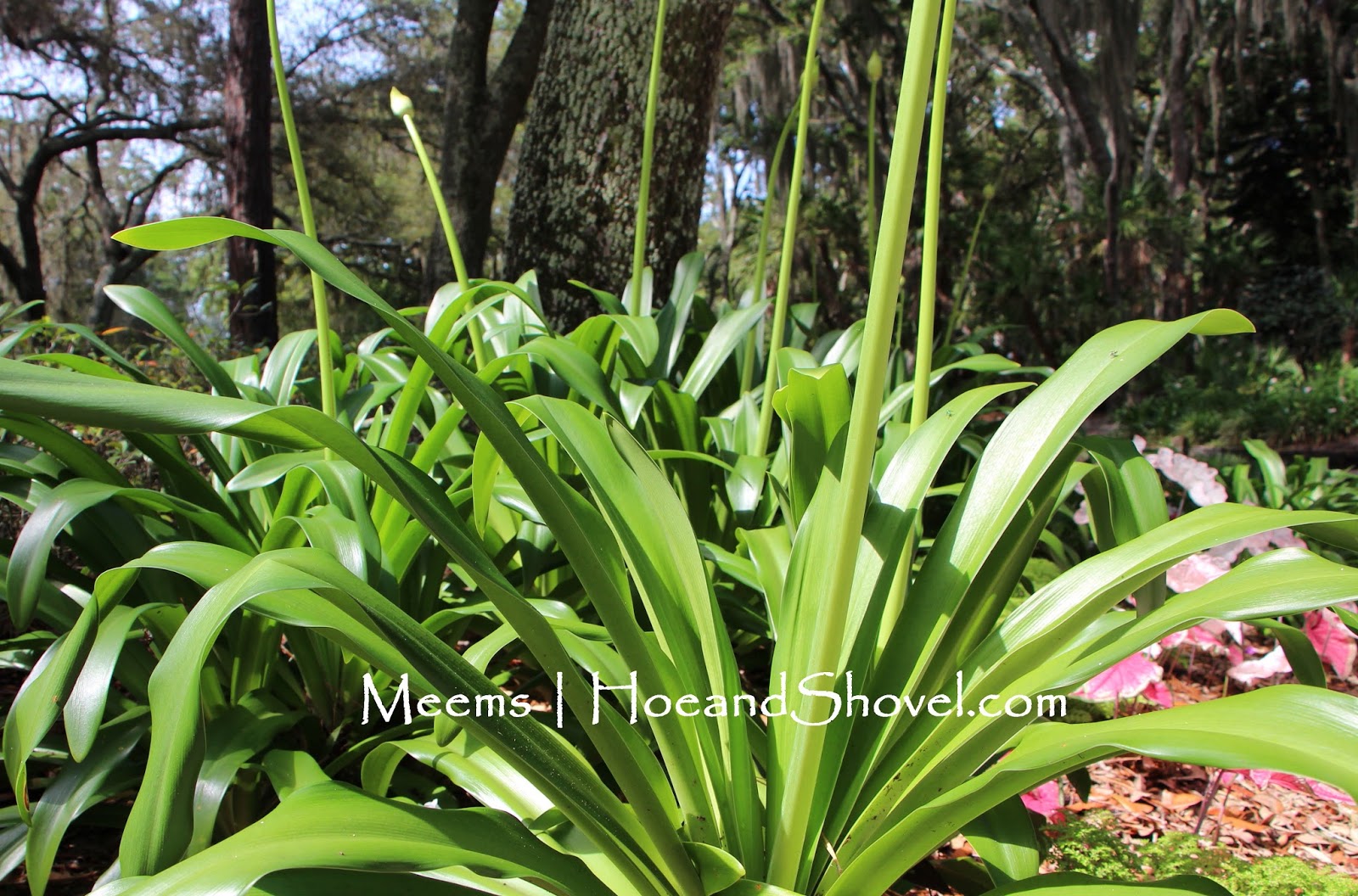 Hoe and Shovel: Aggies Light Up Spring/Summer Garden