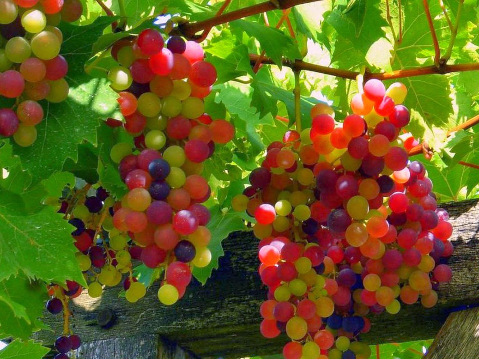 Wallpapers World: Red Grapes
