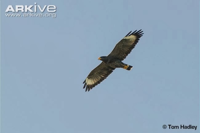 Tierra de águilas, halcones, aguiluchos y otras rapaces: Gavilán negro ...