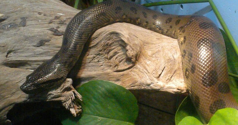 The Zoo Review: Species Fact Profile: Green Anaconda (Eunectes murinus)