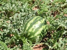 Greek Aquaponics Ενυδρειοπονία: ΦΥΤΑ