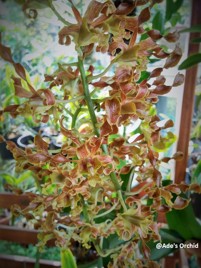 Ade's Orchid: Dendrobium Black Spider x Dendrobium helix