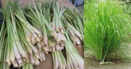 MANFAAT DAUN SERAI (SEREH) UNTUK KESEHATAN | OBAT HERBAL INDONESIA