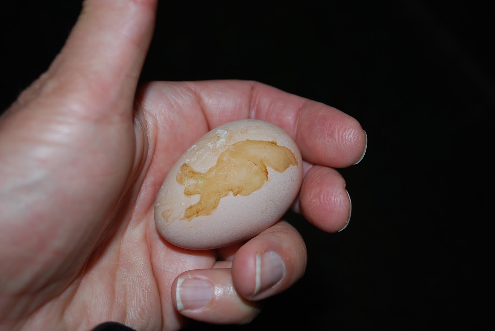 Bruce and Elaine Ingram Indoors and Out: Buff Orpington Hen Lays First ...