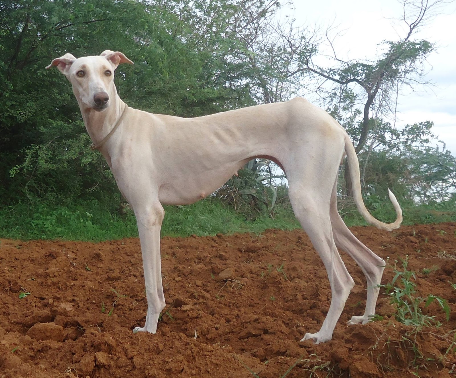 சிறந்த கன்னி நாயின் உயரம் என்ன?