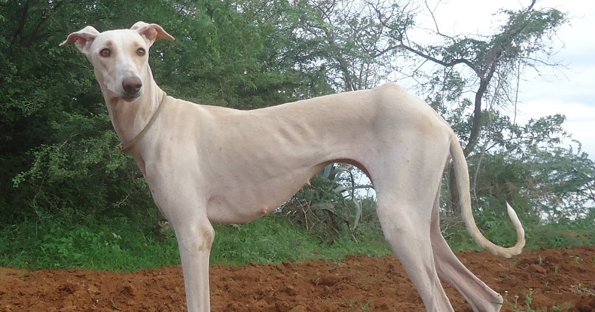 Kanni Dog Breed Information