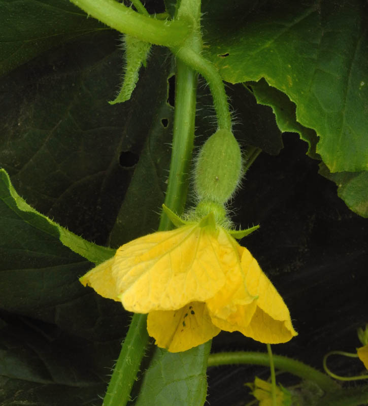 Studio and Garden: July 2013