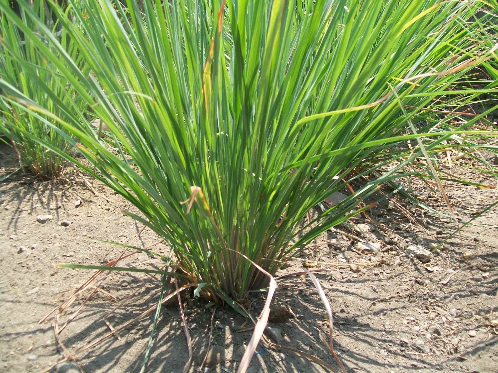 CARA MENANAM / BUDIDAYA SERAI / SEREI DI PEKARANGAN RUMAH | Pertanian