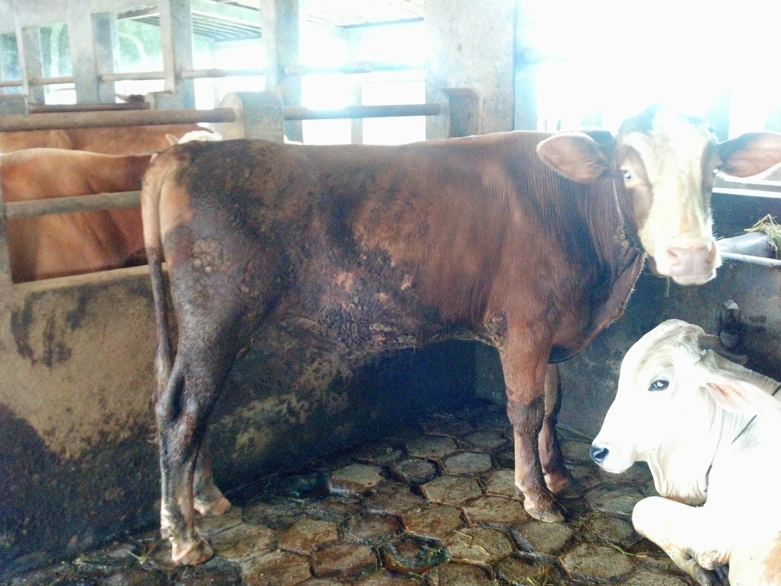 jual beli sapi: sapi jenis simental