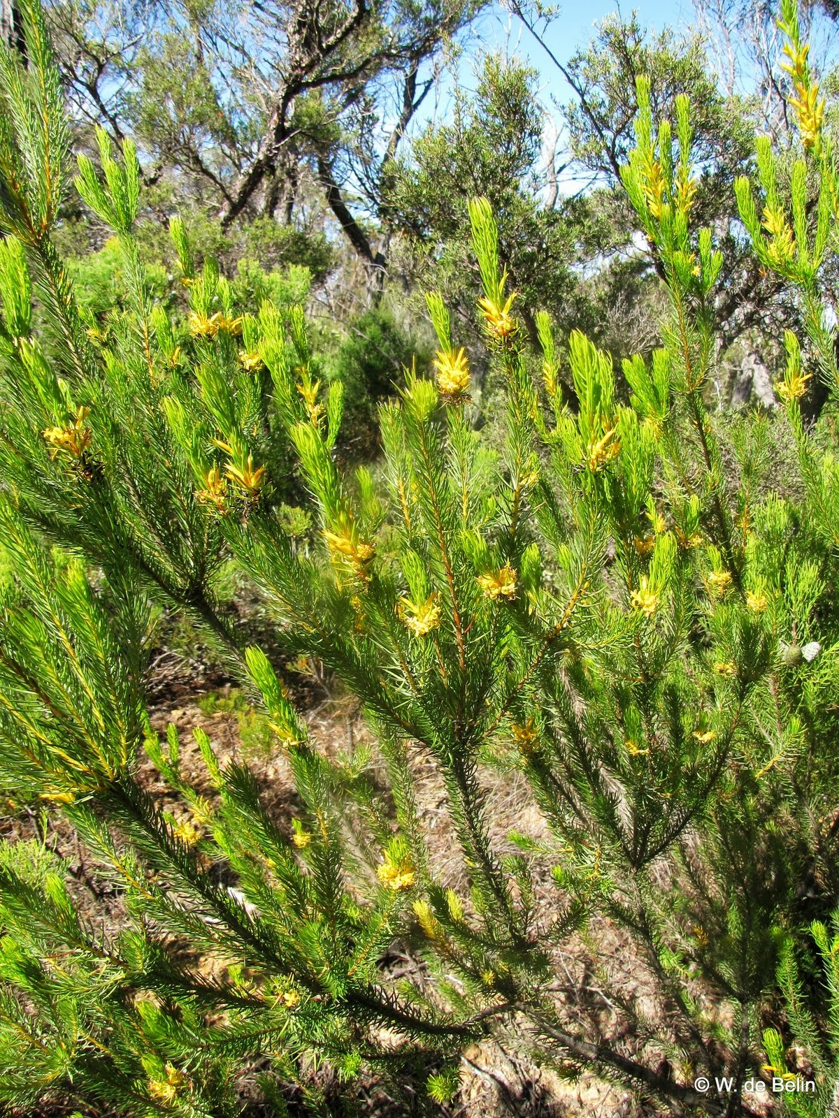 Sydney's Wildflowers and Native Plants: Persoonia acerosa - Needle Geebung.