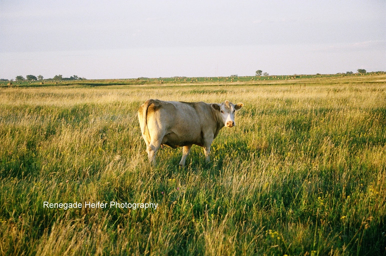 Renegade Heifer Photography