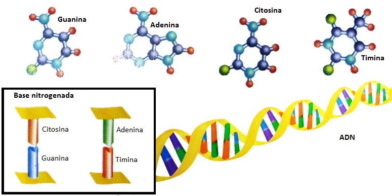 1001 PORQUÉ: ¿Qué es el ADN?
