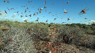 East Jerusalem: Historicizing the Ten Plagues: Hail, Locusts, Darkness ...