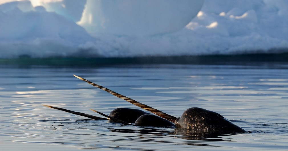 TVL: ANIMAL DA SEMANA - Narval