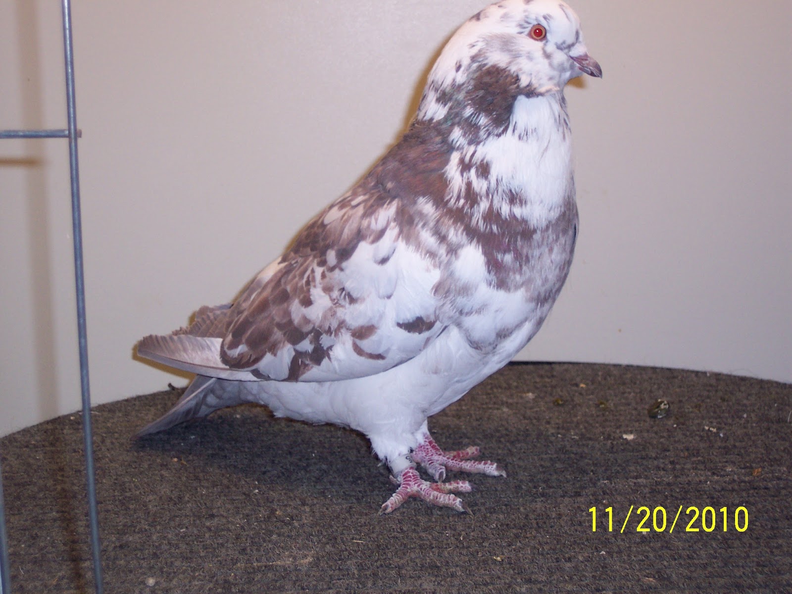American giant runt pigeons - Pigeons fall