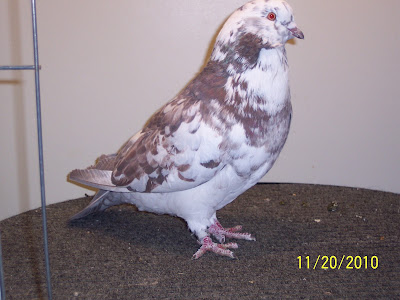 American giant runt pigeons - Pigeons fall