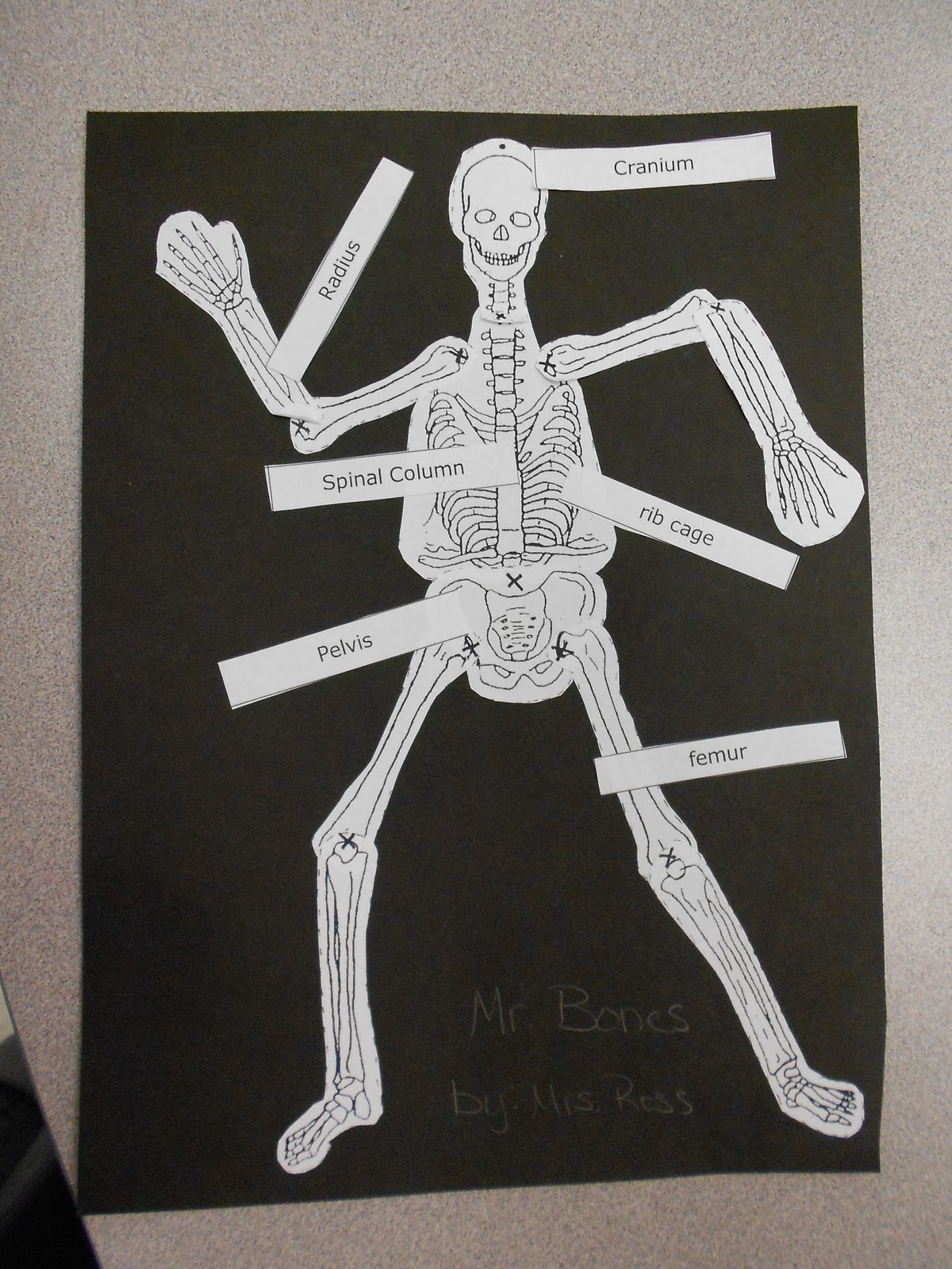 Brains, and Skeletons, and Innards...OH MY! - Teacher by the Beach