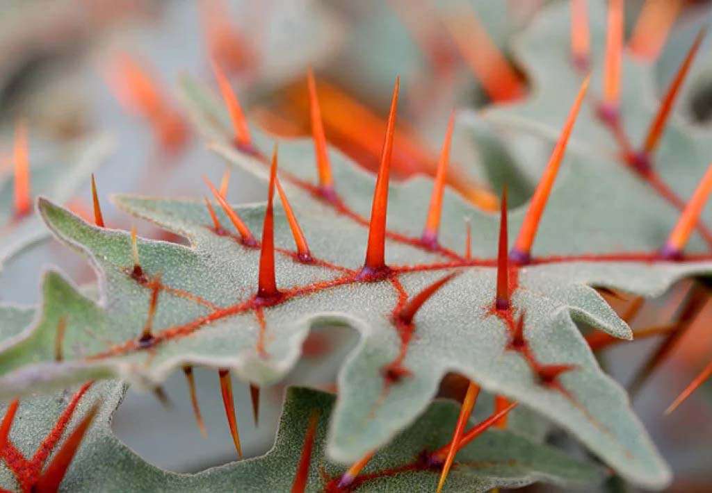 Top 12 ugliest and creepy plants in the world