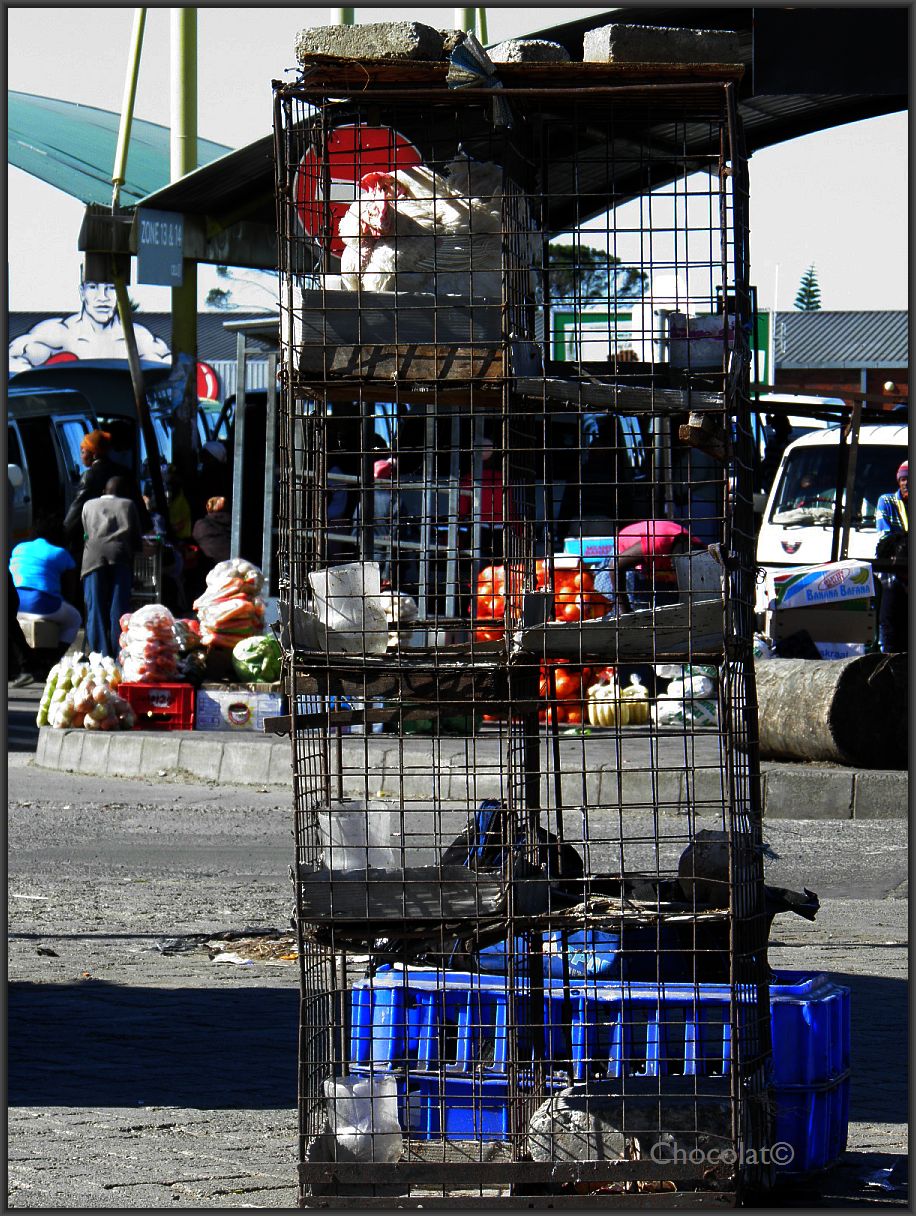 The Mdantsane Way: Inkuku - Fresh Chicken
